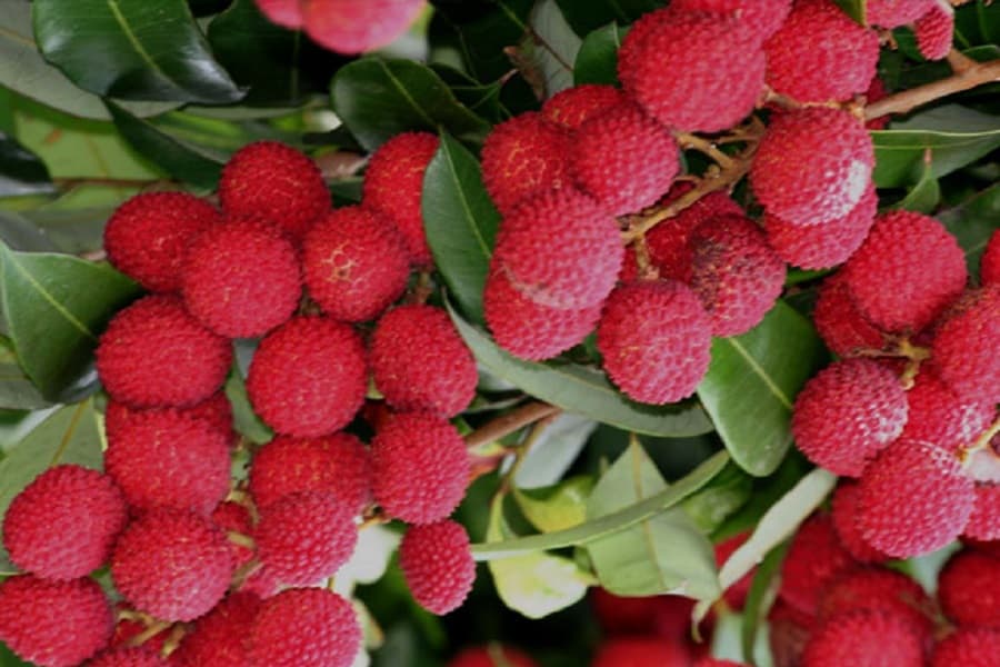 Bihar’s ‘Shahi Litchi’ Gets Geographical Indication Tag – AGRI ICAR JRF ...