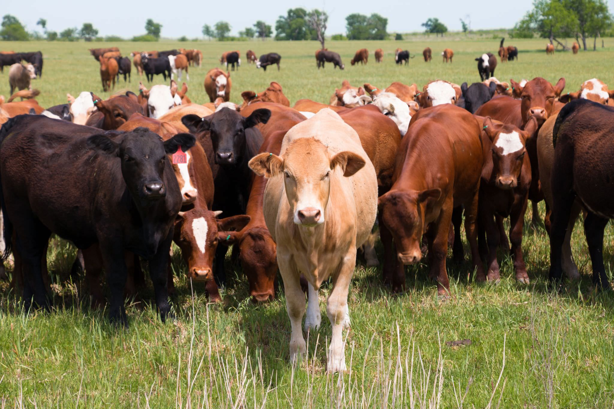 ICAR has approved registration of record 15 new breeds of livestock and ...
